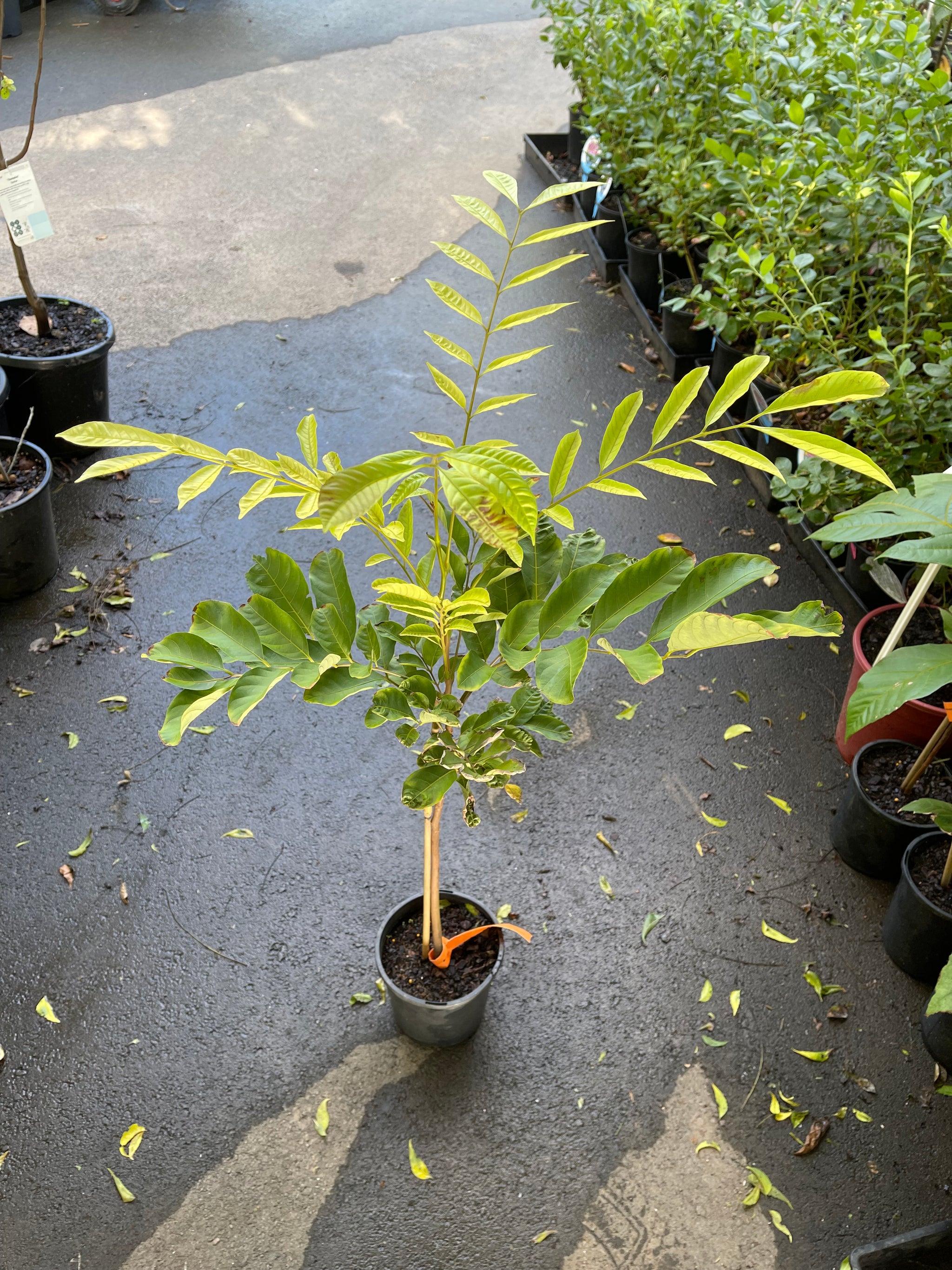 Buy Pulasan Tree Online! – Ross Creek Tropicals