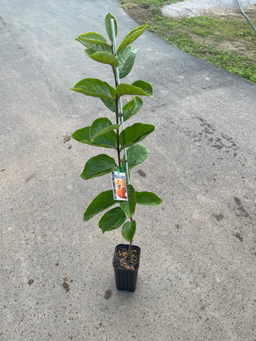 Buy Persimmon Fruit trees - Delivered to your door! – Ross Creek Tropicals