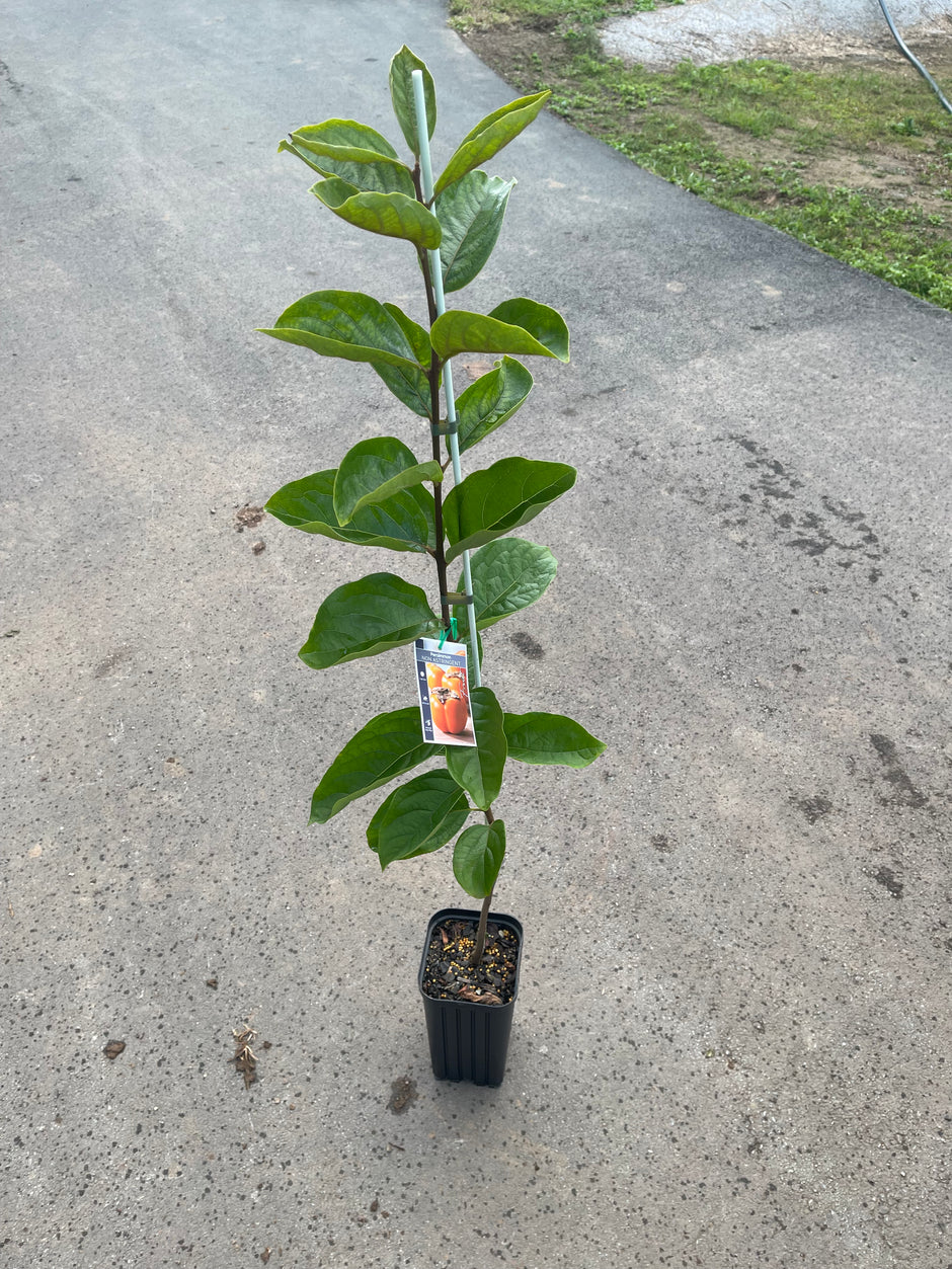 Buy Persimmon Fruit trees - Delivered to your door! – Ross Creek Tropicals