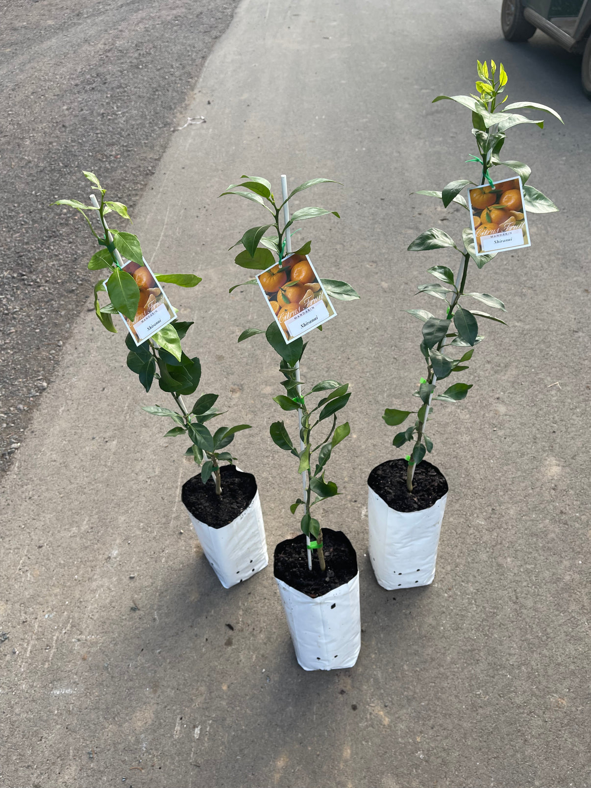 Buy Sumo Mandarin tree - Shiranui Dekupon (Qld only) – Ross Creek Tropicals