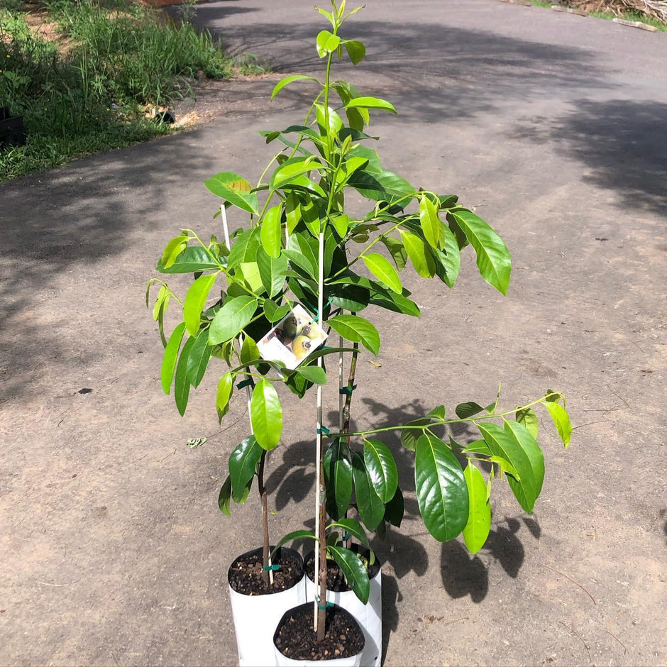 Buy Sapote Fruit trees - Delivered to your door! – Ross Creek Tropicals