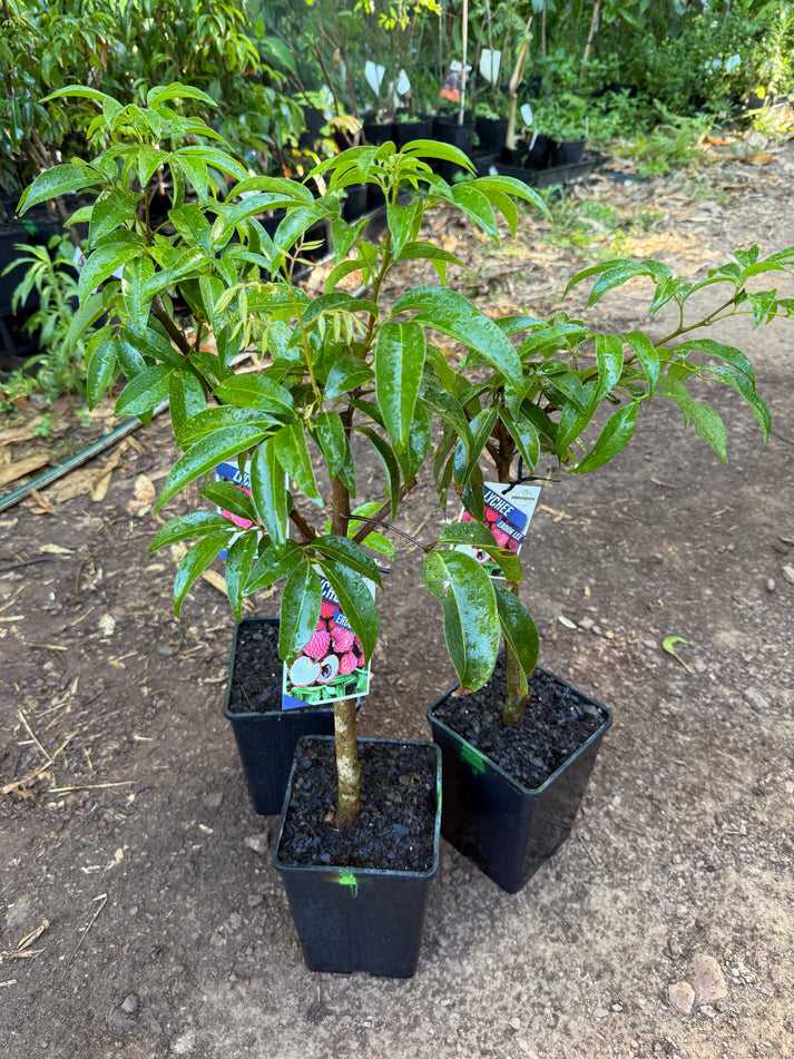 Buy Erdon Lee Lychee Tree - Giant Lychee Online – Ross Creek Tropicals