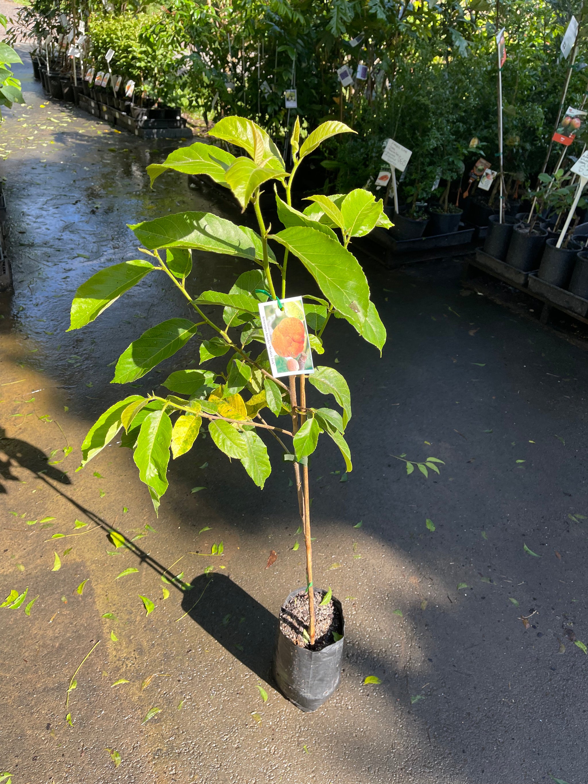 Buy Lakoocha - Monkey Jack Tree, delivered to your door! – Ross Creek ...