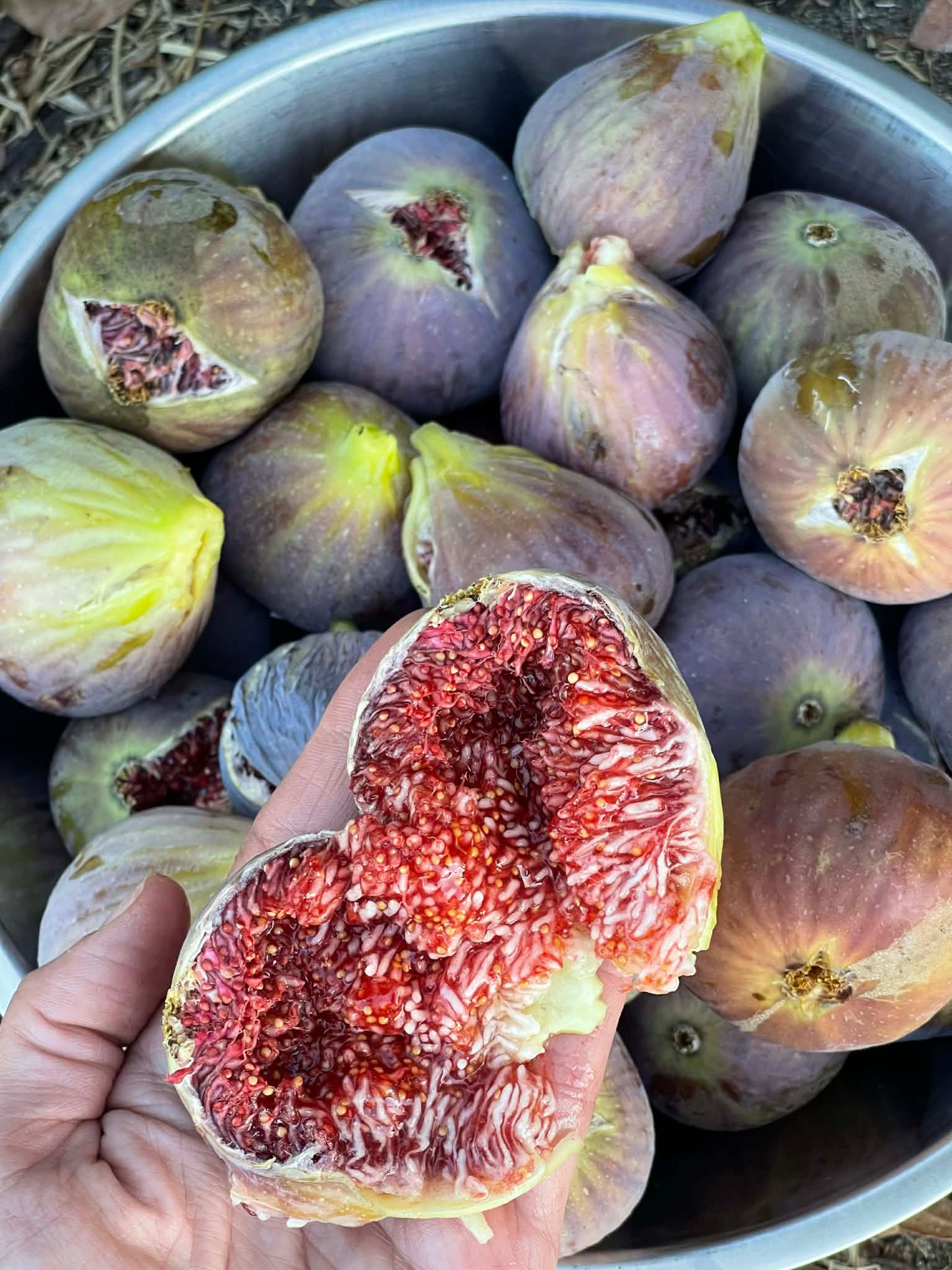 Buy Fig tree - Peter Good – Ross Creek Tropicals