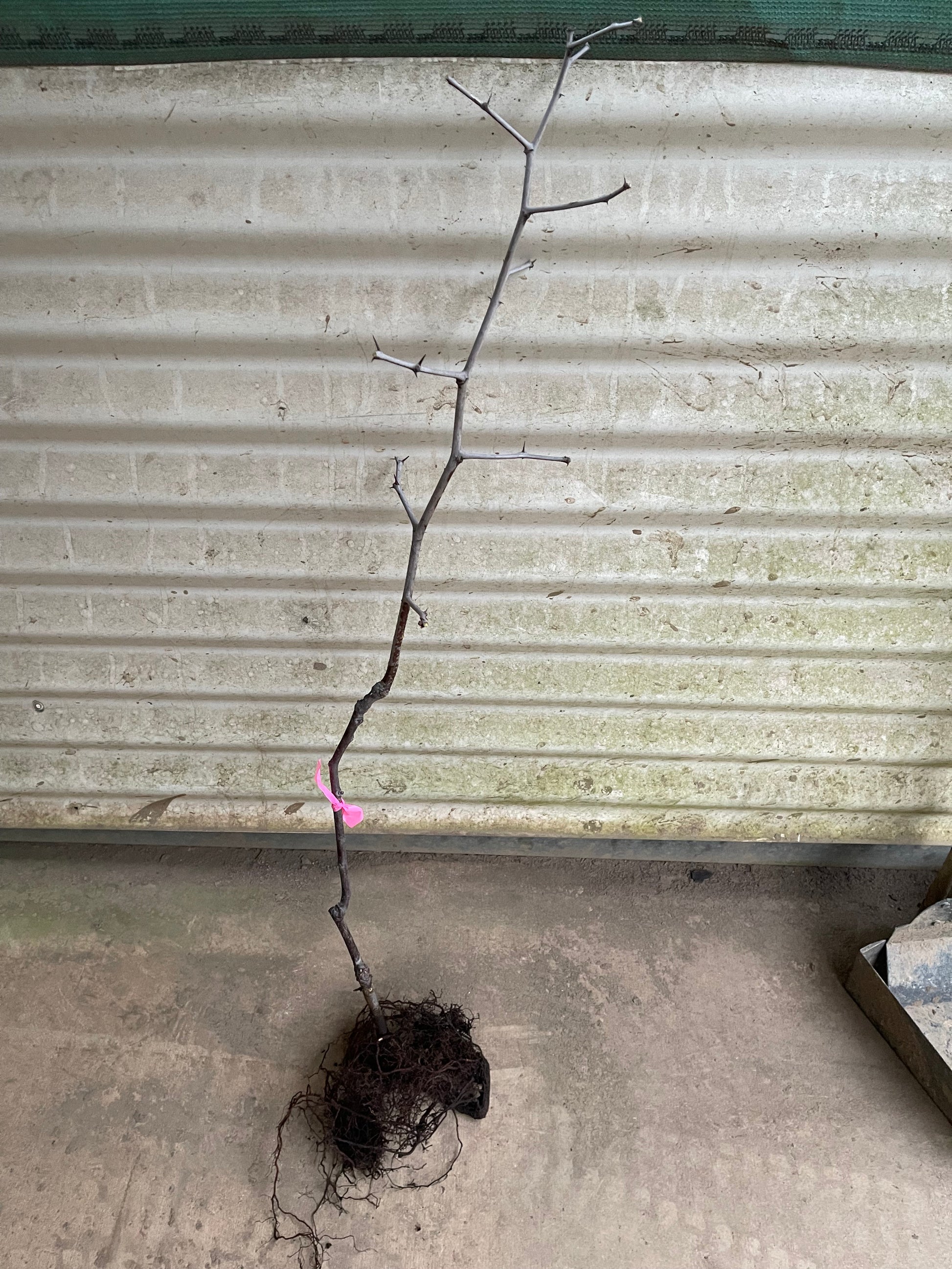 Jujube - Chico (Bare root) – Ross Creek Tropicals