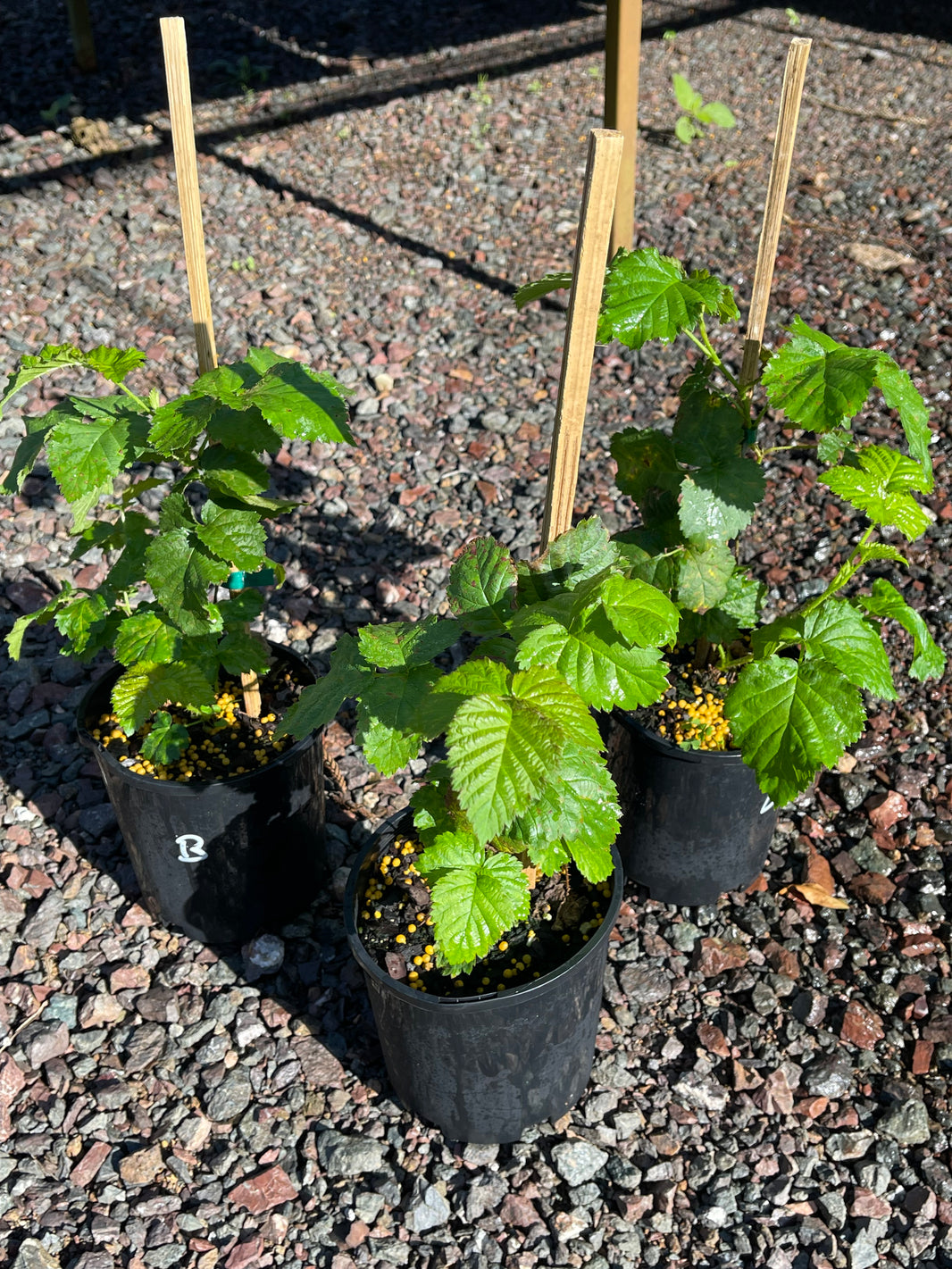 Buy Fruit Trees On Sale While Stocks Last Ross Creek Tropicals Page