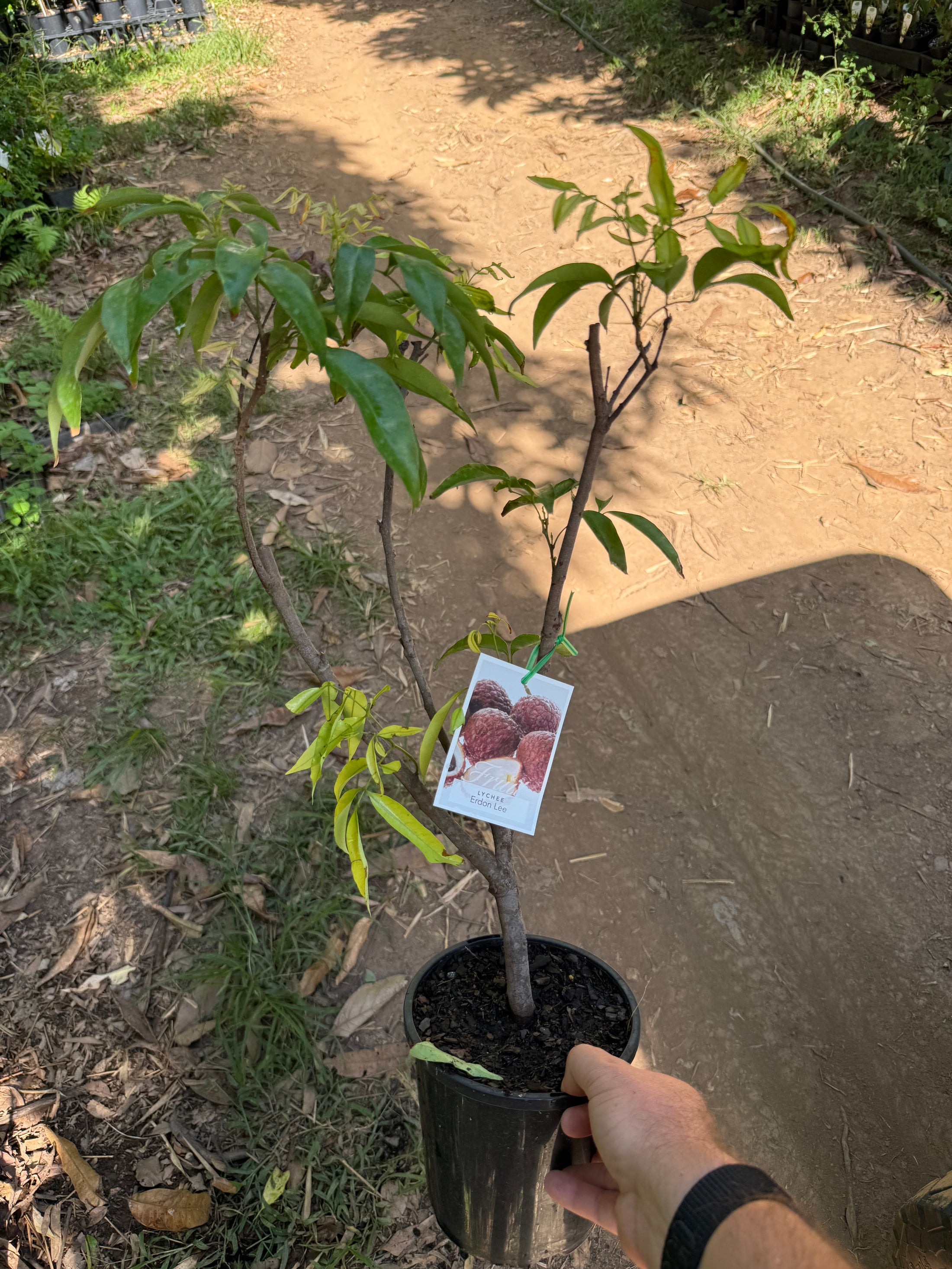 Buy Erdon Lee Lychee Tree - Giant Lychee Online – Ross Creek Tropicals