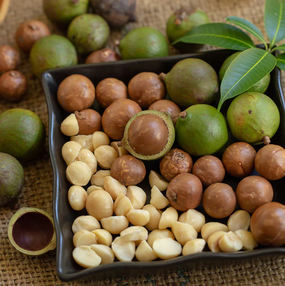 Buy Macadamia Fruit trees - Delivered to your door! – Ross Creek Tropicals