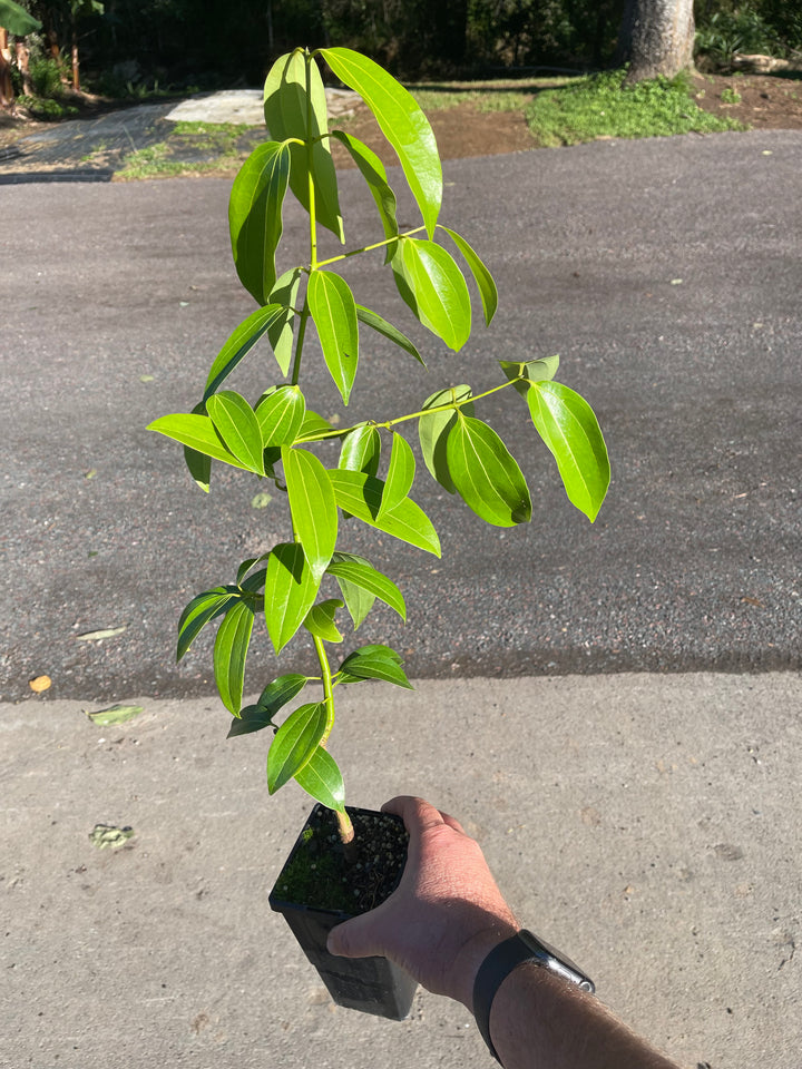Buy Spice trees - Delivered to your door! – Ross Creek Tropicals