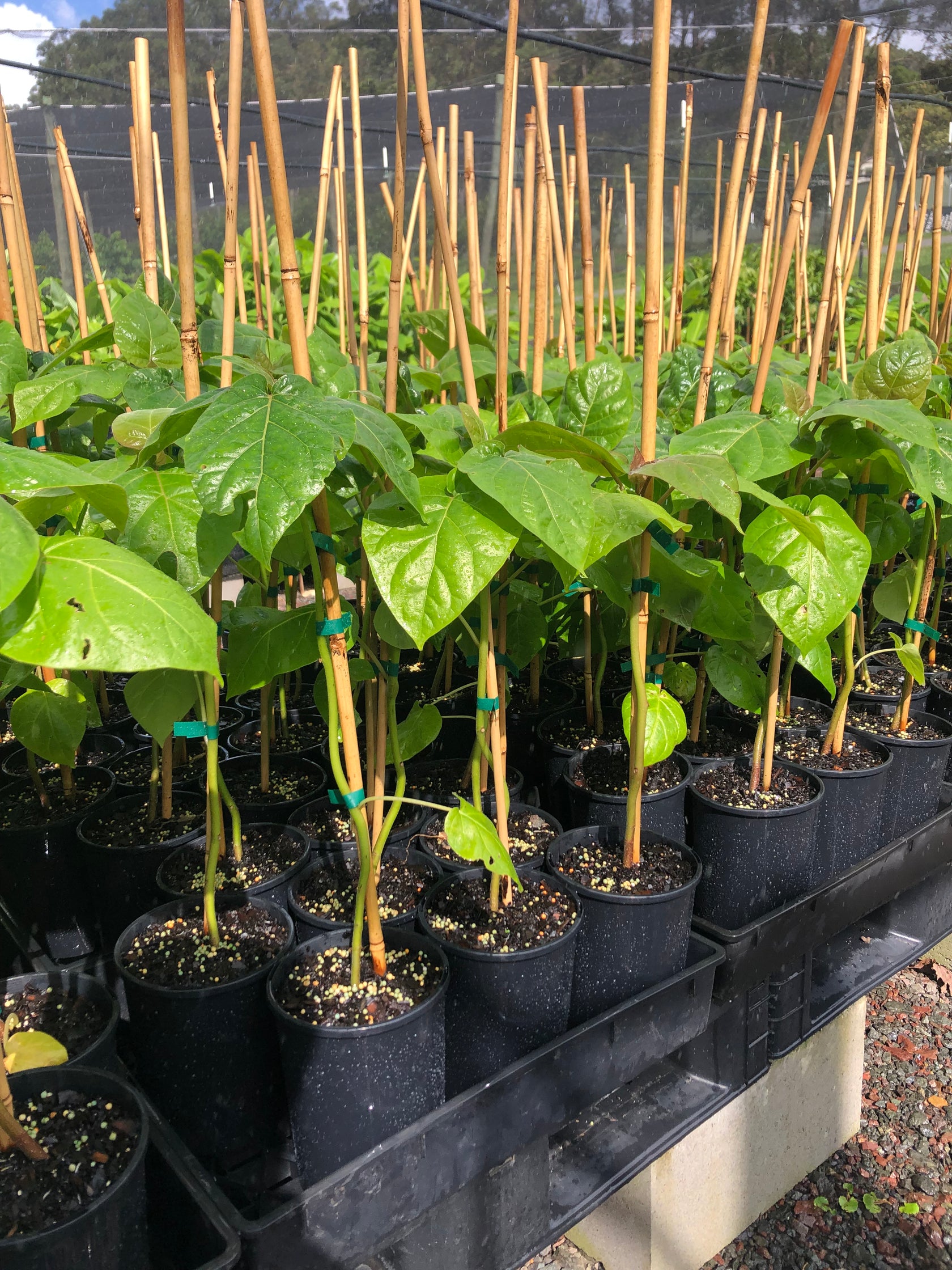 Tamarillo - Red – Ross Creek Tropicals