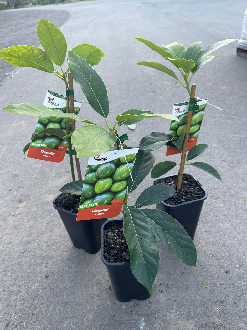 Buy Avocado Fruit trees - Delivered to your door! – Ross Creek Tropicals