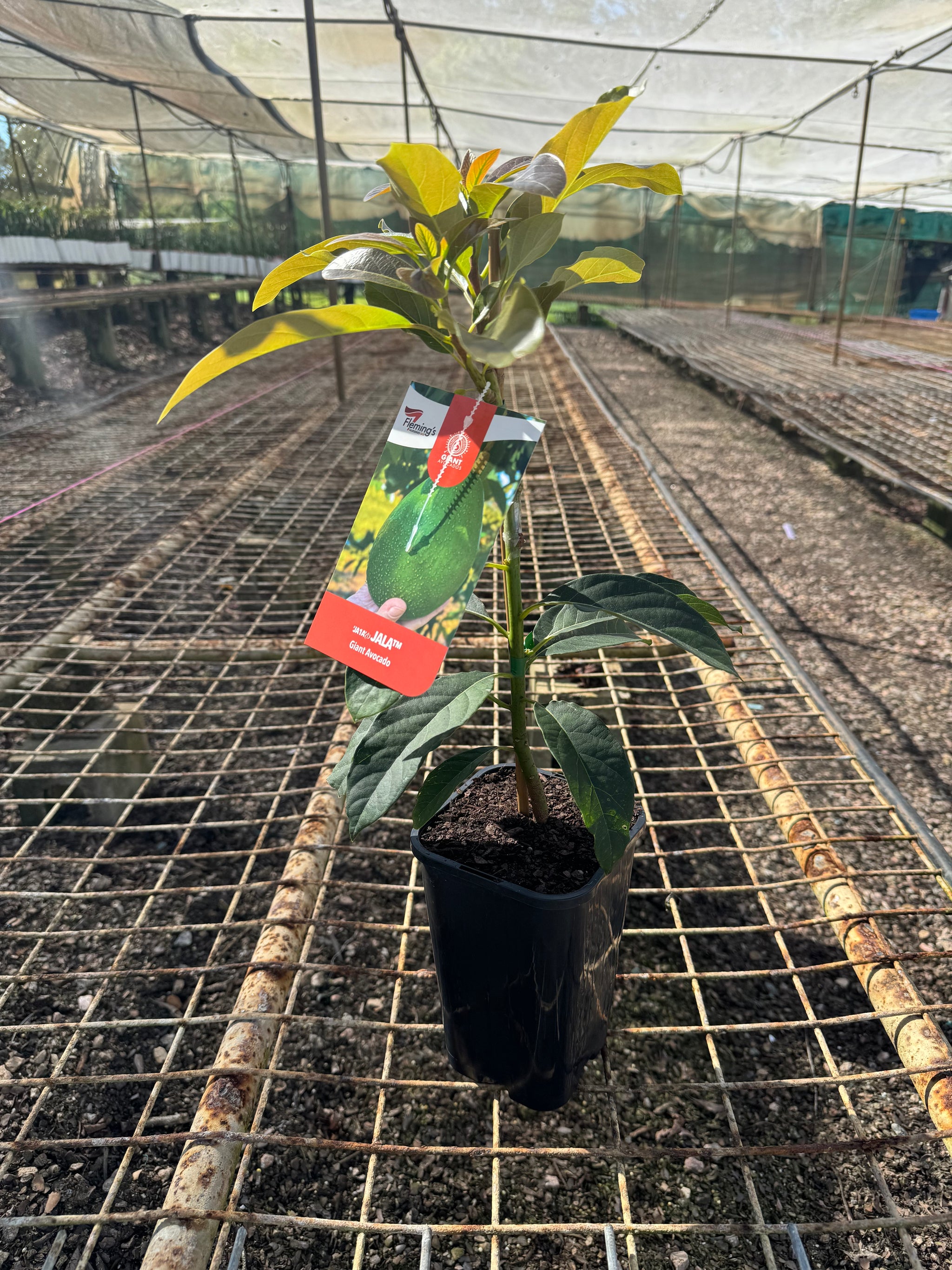 Buy Jala Avocado Tree (A type) PBR - Giant Avocado – Ross Creek Tropicals