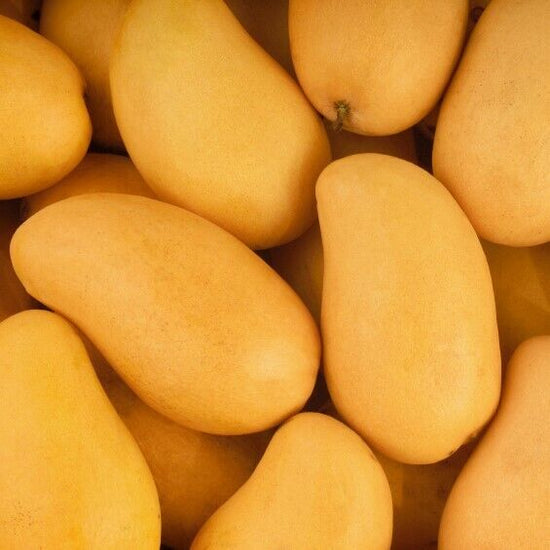 Buy Mango - Ataulfo (Honey Mango) Tree Online delivered to your door ...