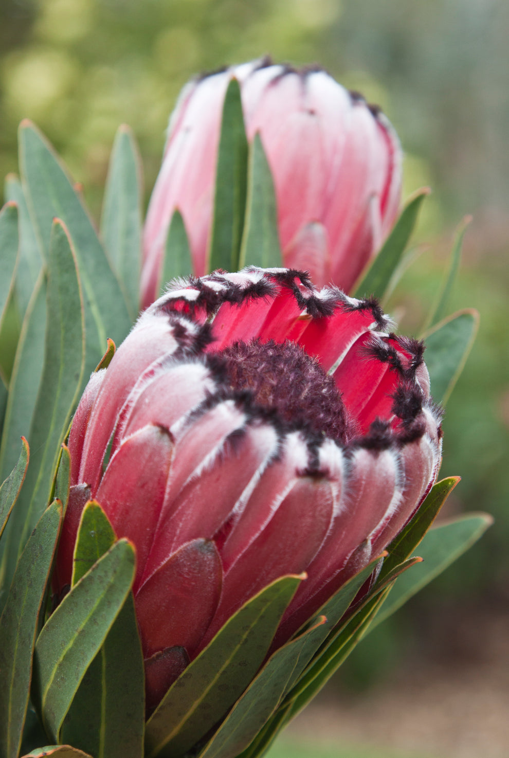 Buy Australis Ruby Protea online – Ross Creek Tropicals
