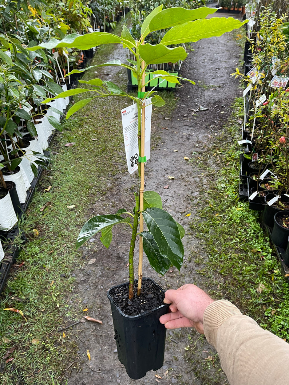Buy Fruit Trees On Sale While Stocks Last Ross Creek Tropicals Page
