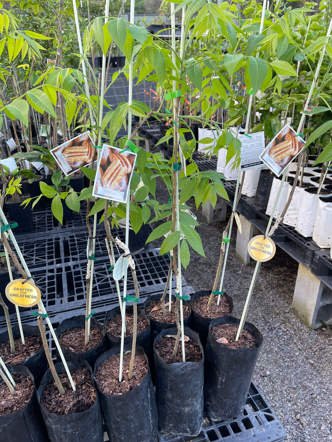 Buy Australian Native Fruit trees - Delivered to your door! – Ross ...