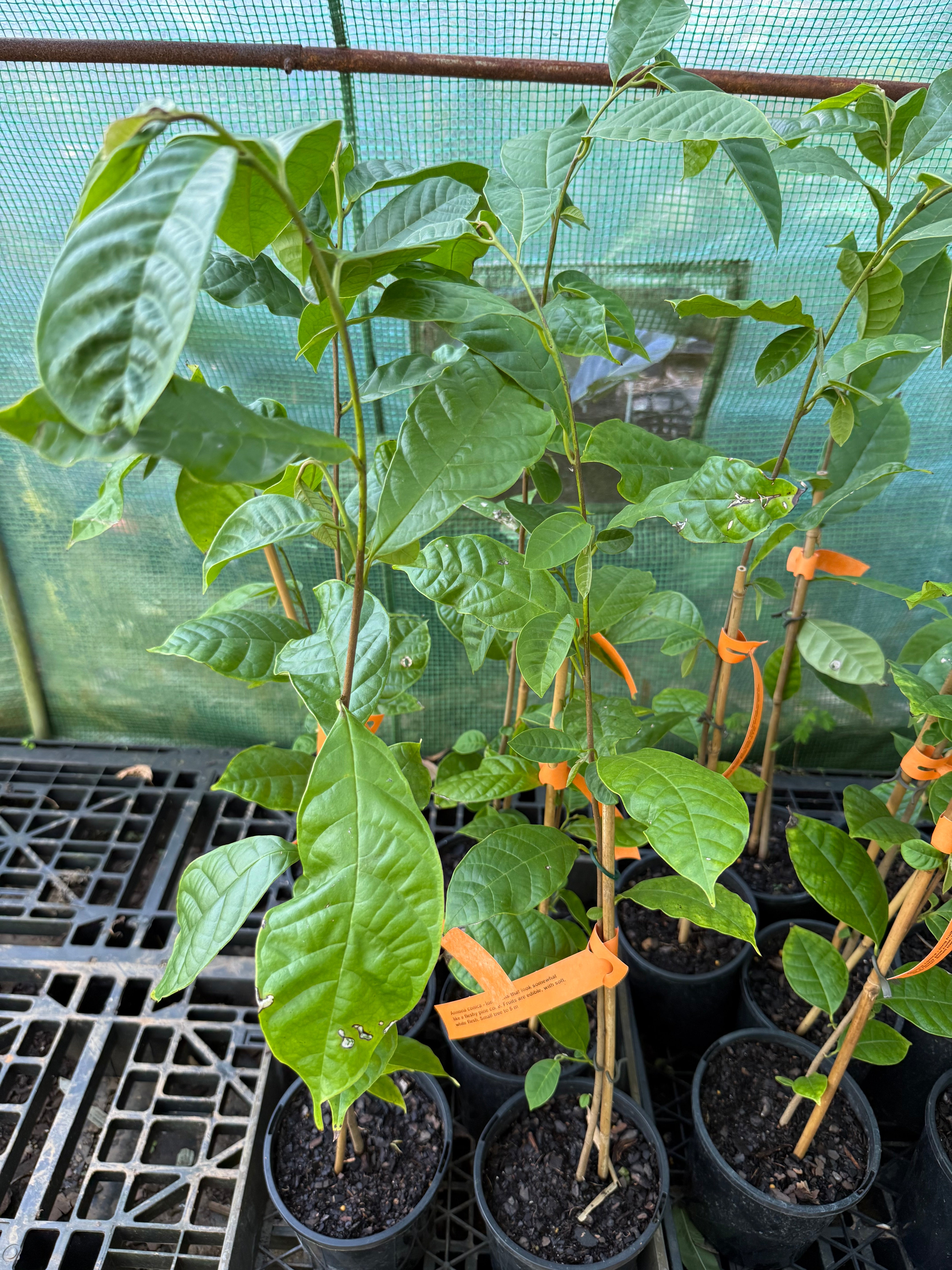 Buy Custard Apple Tree online - Delivered to your door – Ross Creek ...