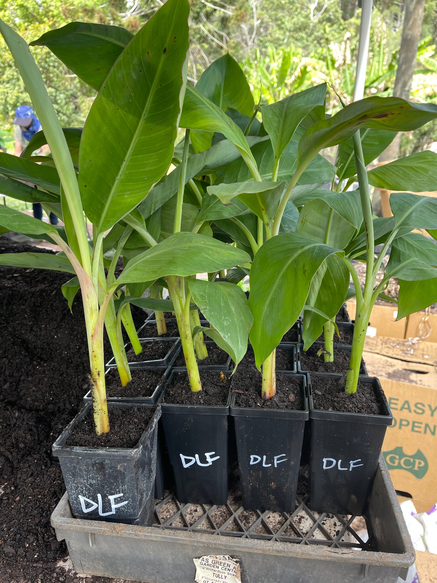 Buy Dwarf Lady Finger tree, delivered to your door (QLD ONLY) – Ross ...