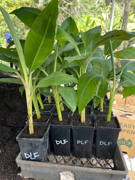 Buy Dwarf Lady Finger tree, delivered to your door (QLD ONLY) – Ross ...