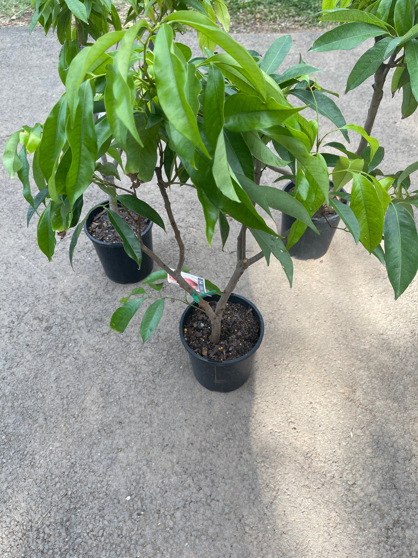 Buy Seedless Lychee - Sue Lin San - Delivered to your door! – Ross ...