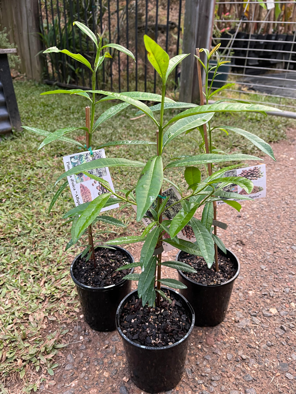 Shop All – Ross Creek Tropicals