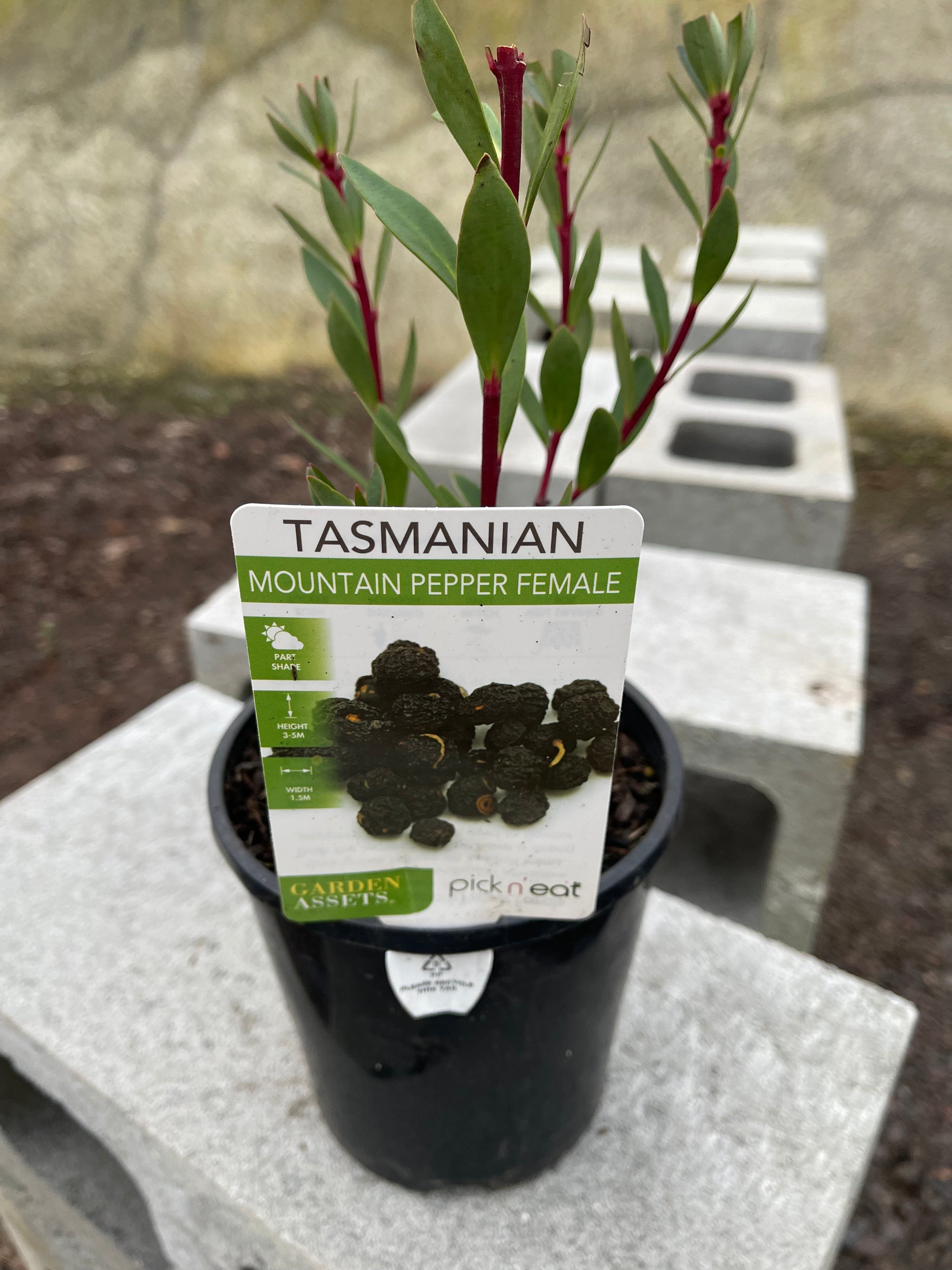 Buy Female Pepper Berry tree online – Ross Creek Tropicals