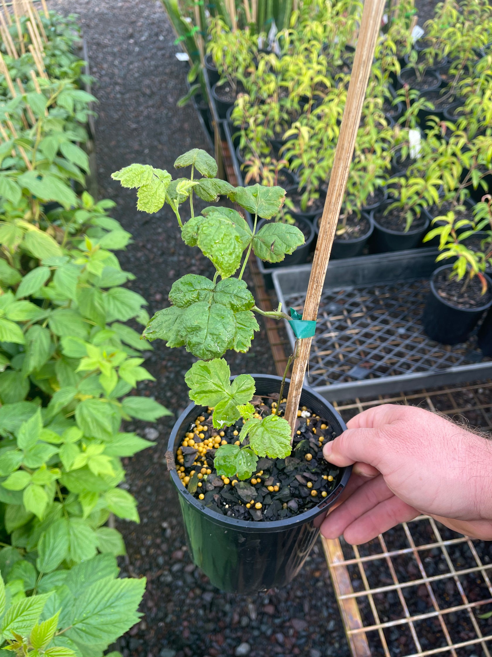 Loganberry - Thornless 90mm – Ross Creek Tropicals