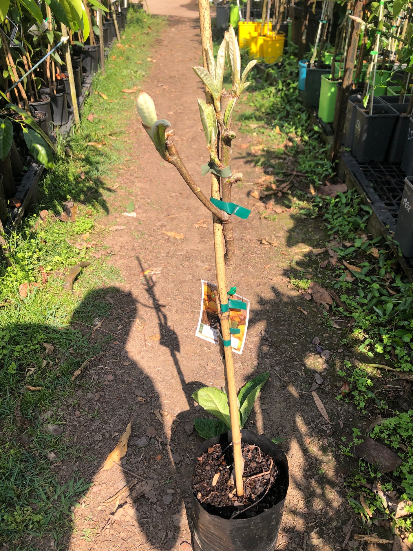 Loquat Champagne 5l – Ross Creek Tropicals