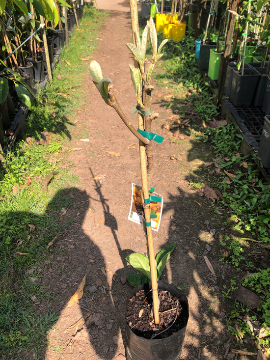 Loquat Champagne 5l – Ross Creek Tropicals