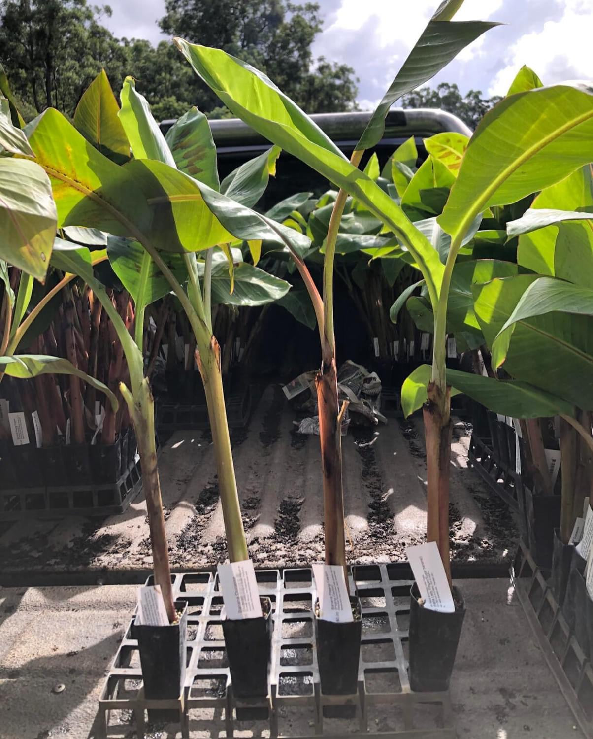 Banana Pisang Ceylon - Tube Stock (QLD ONLY) – Ross Creek Tropicals