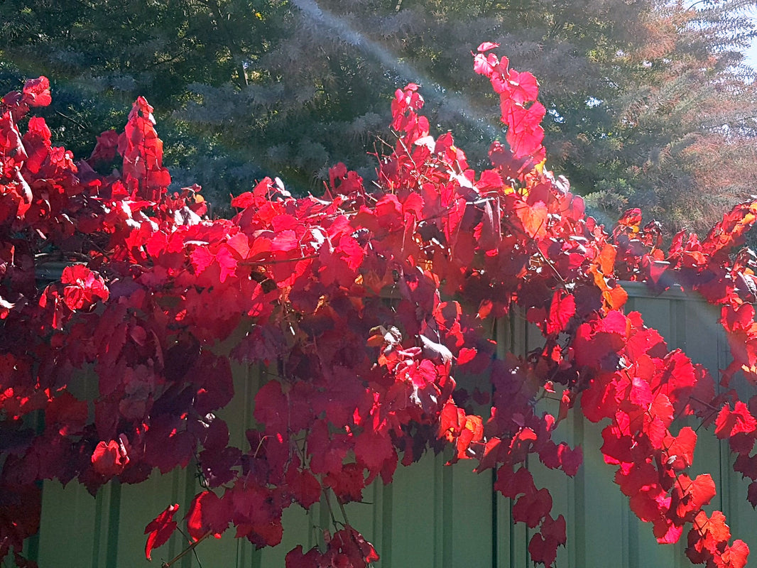 Buy Grape vines online - Delivered to your door! – Ross Creek Tropicals