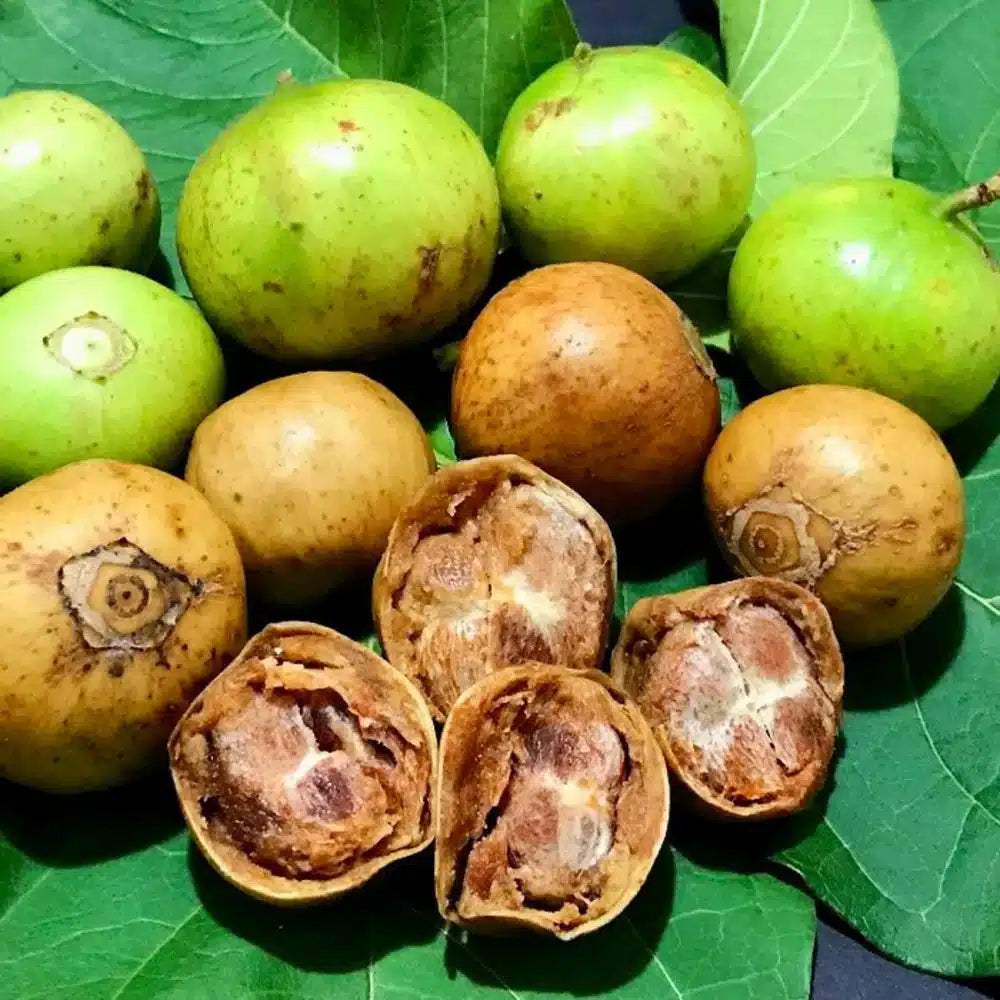 Buy Spanish Tamarind tree online, delivered to your door – Ross Creek ...