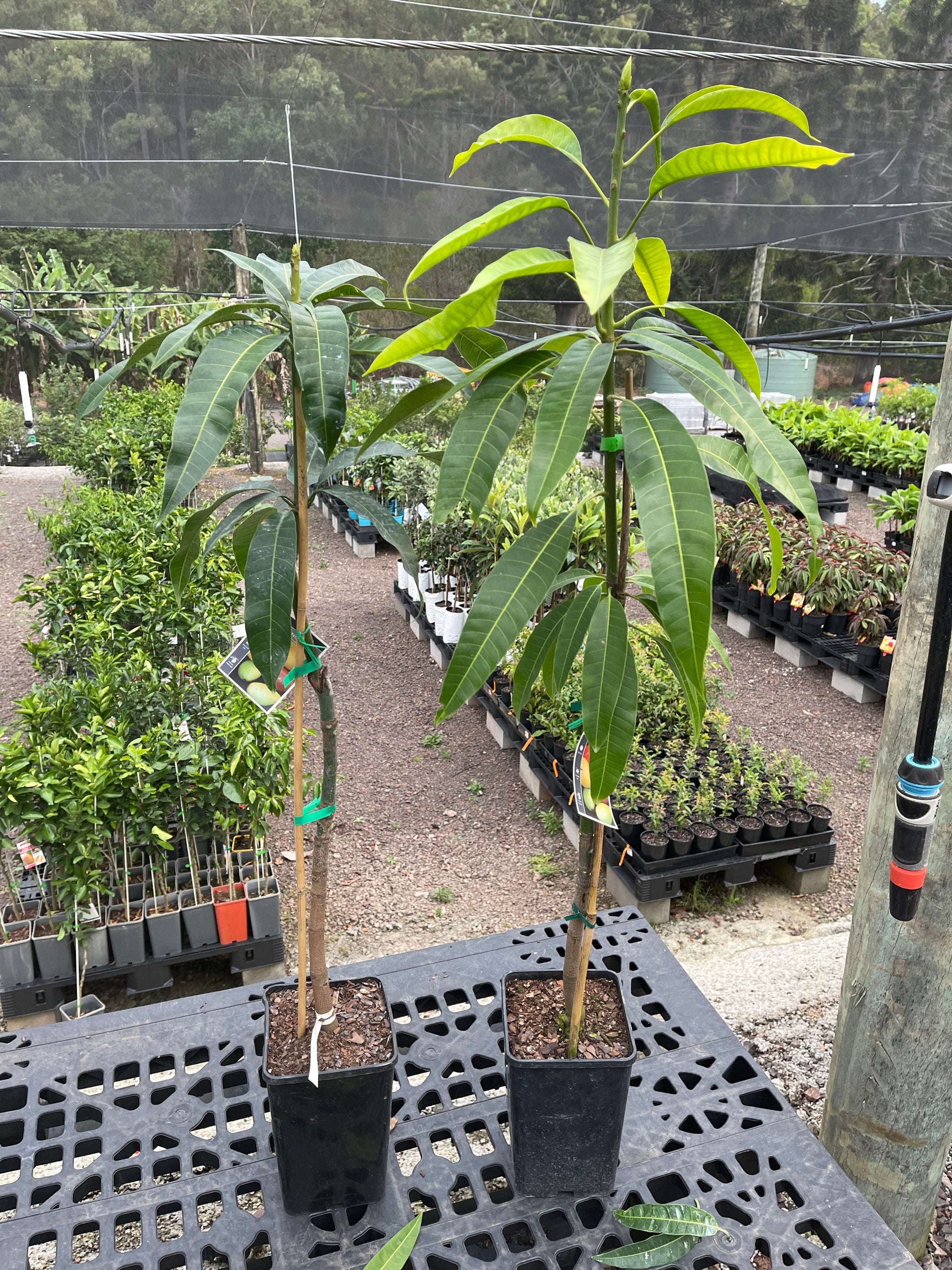 Buy Mango Tree - Kesar Jumbo – Ross Creek Tropicals
