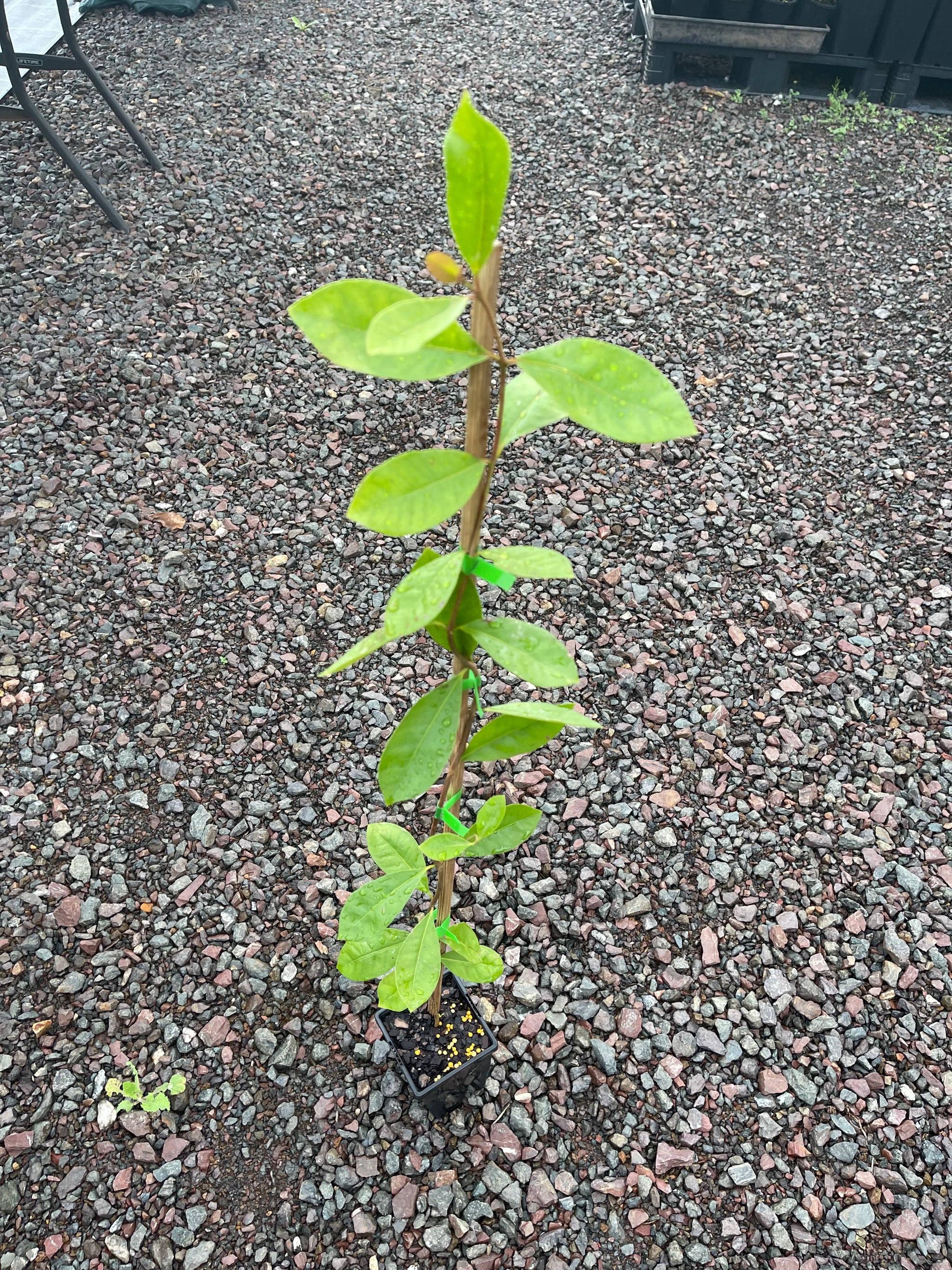 Guava Yellow Cherry 90mm – Ross Creek Tropicals