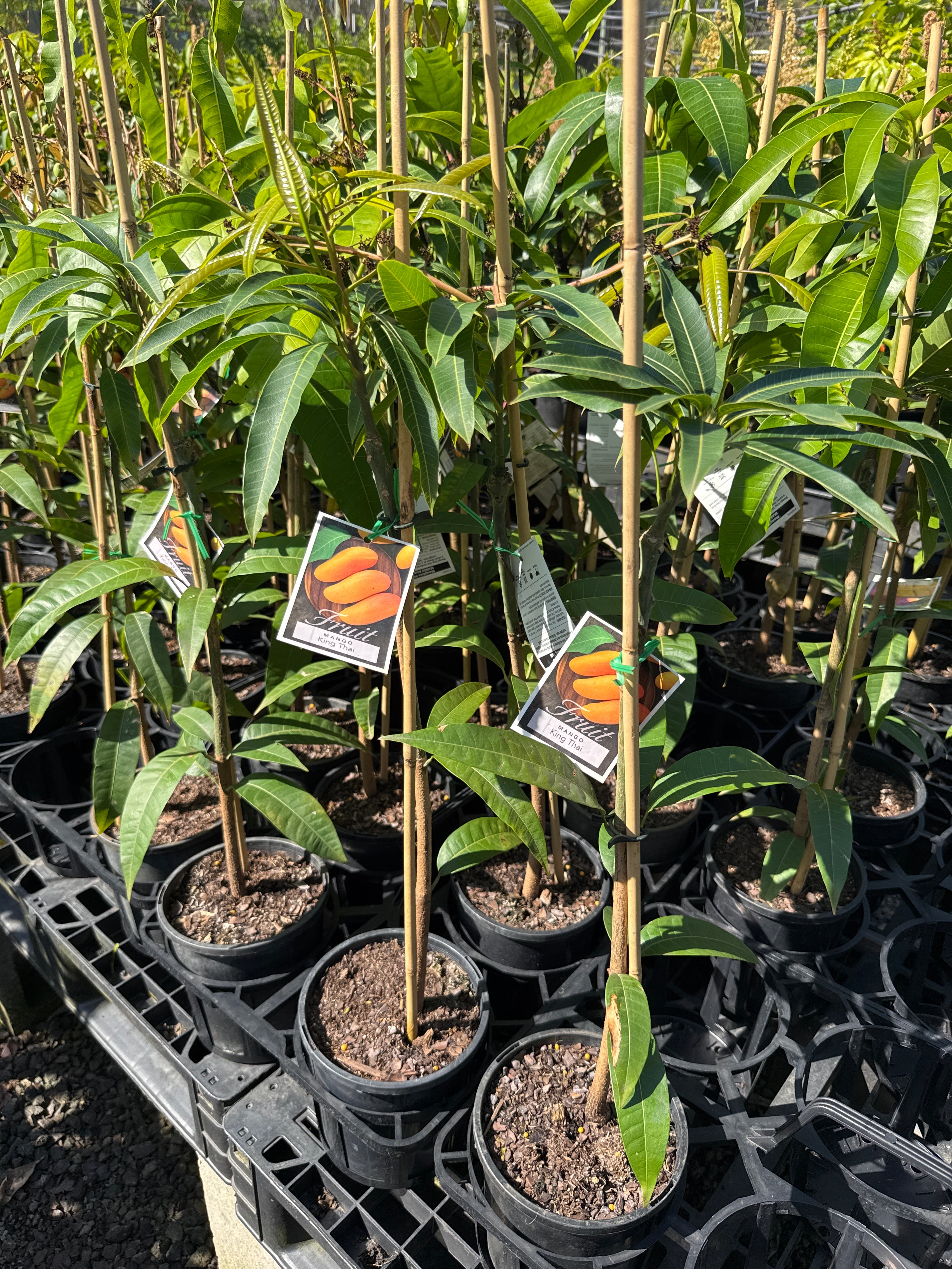 Buy Dwarf King Thai Mango Tree Online delivered to your door! – Ross ...