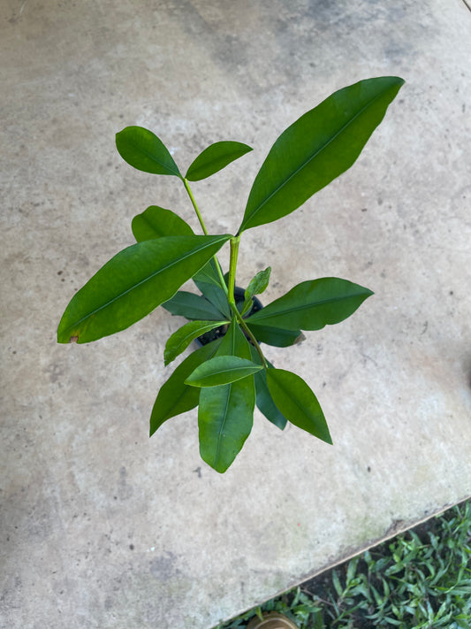 Buy Garcinia Fruit trees - Delivered to your door! – Ross Creek Tropicals