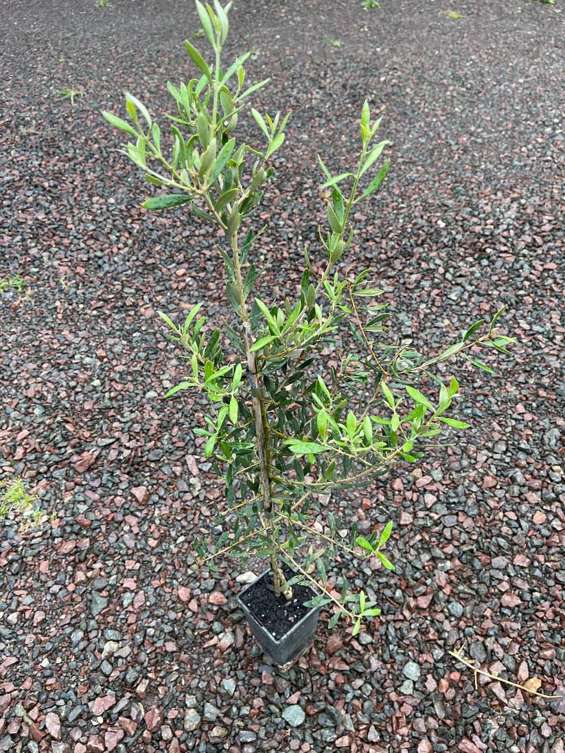 Buy Dwarf Olive trees online – Ross Creek Tropicals