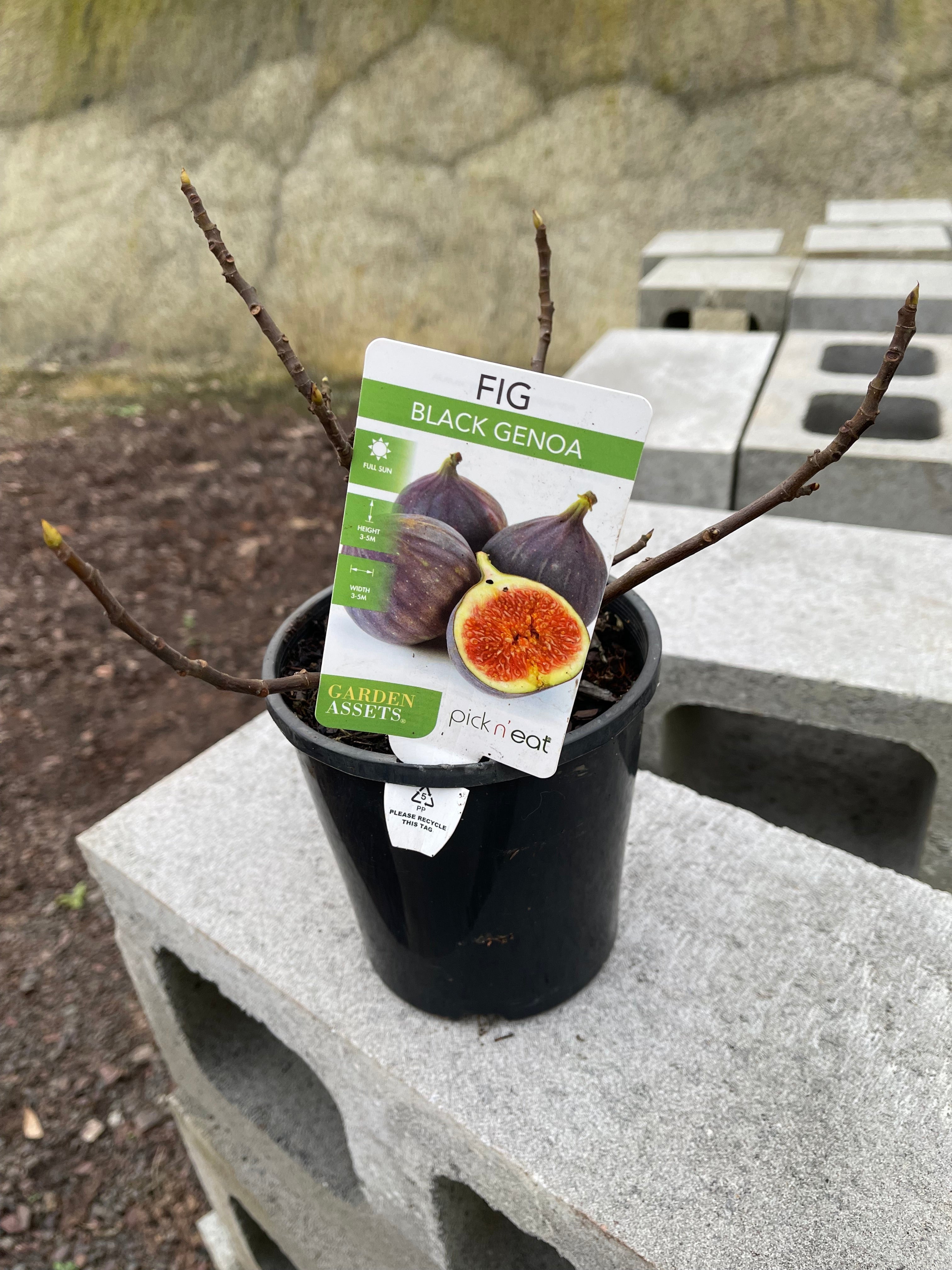Fig - Black Genoa – Ross Creek Tropicals