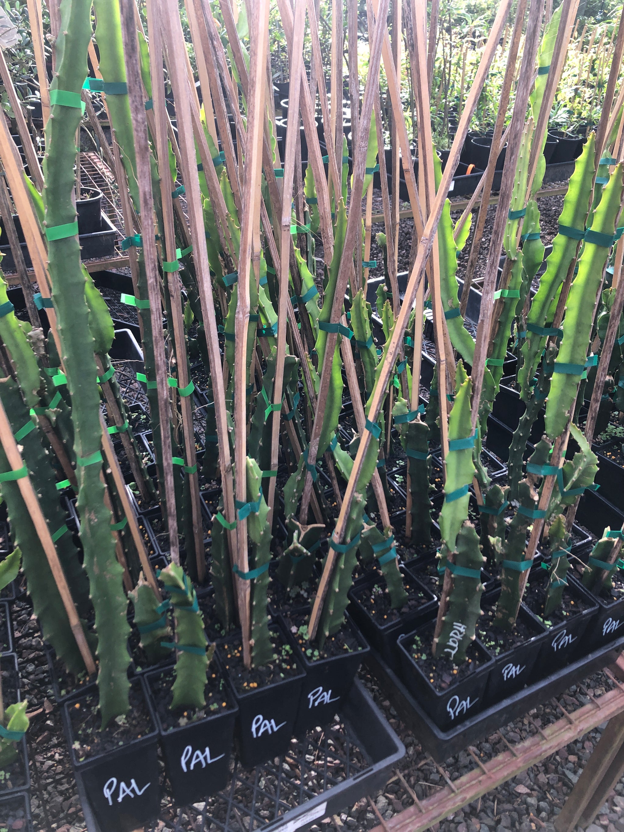 Buy Palora Dragon fruit plant online in Australia. – Ross Creek Tropicals