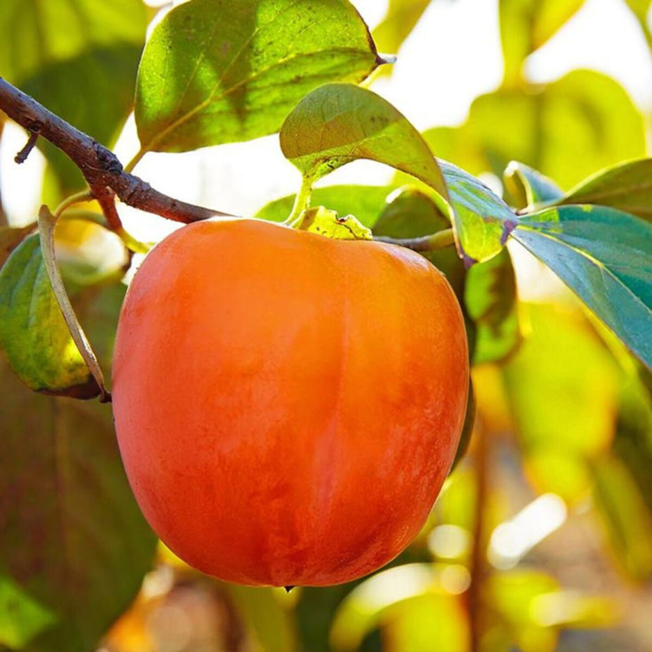 Buy Persimmon Fruit trees - Delivered to your door! – Ross Creek Tropicals