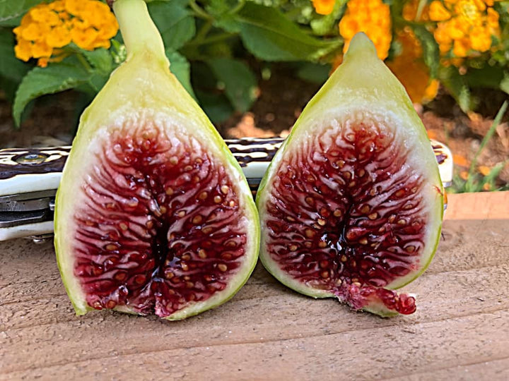 Buy Fig Fruit trees - Delivered to your door! – Ross Creek Tropicals