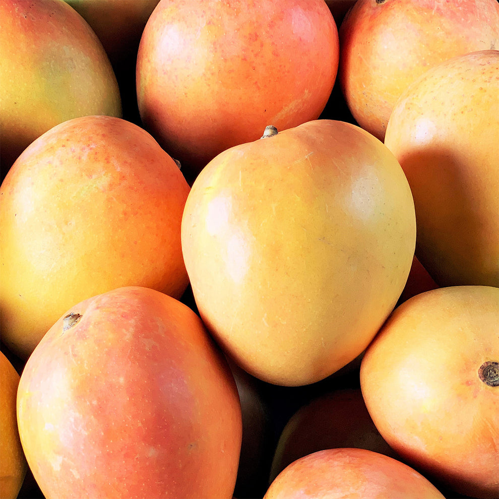 Buy Mango Tree - Honey Gold Grafted – Ross Creek Tropicals