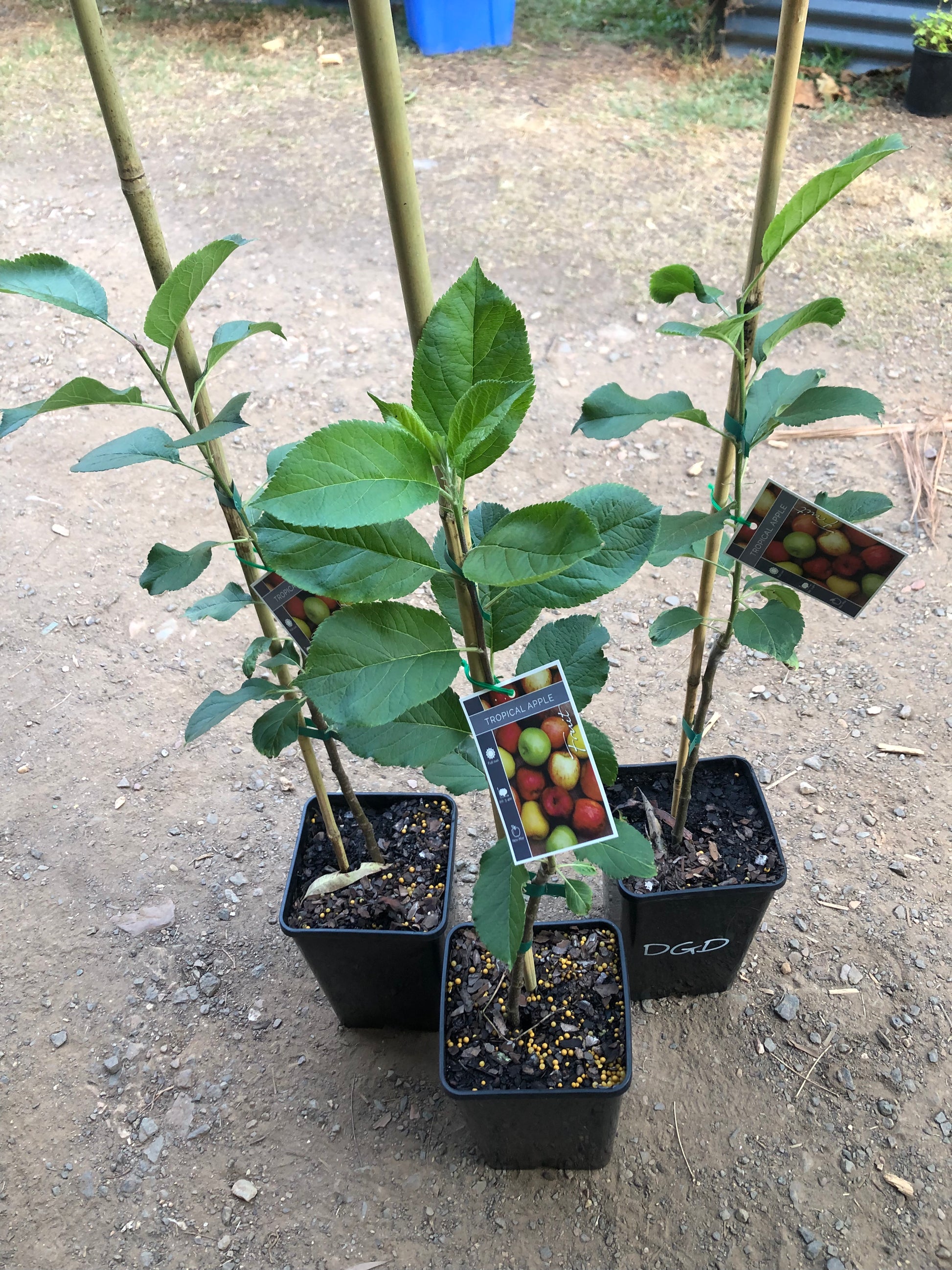 Apple - Rome Beauty Dwarf 5l – Ross Creek Tropicals