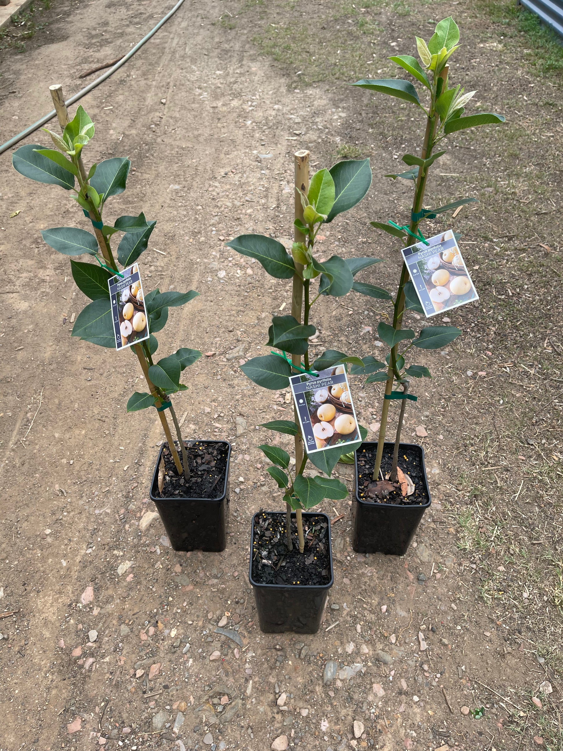 Pear - Nashi Sunshu 5l – Ross Creek Tropicals