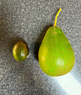 Buy Avocado Fruit trees - Delivered to your door! – Ross Creek Tropicals