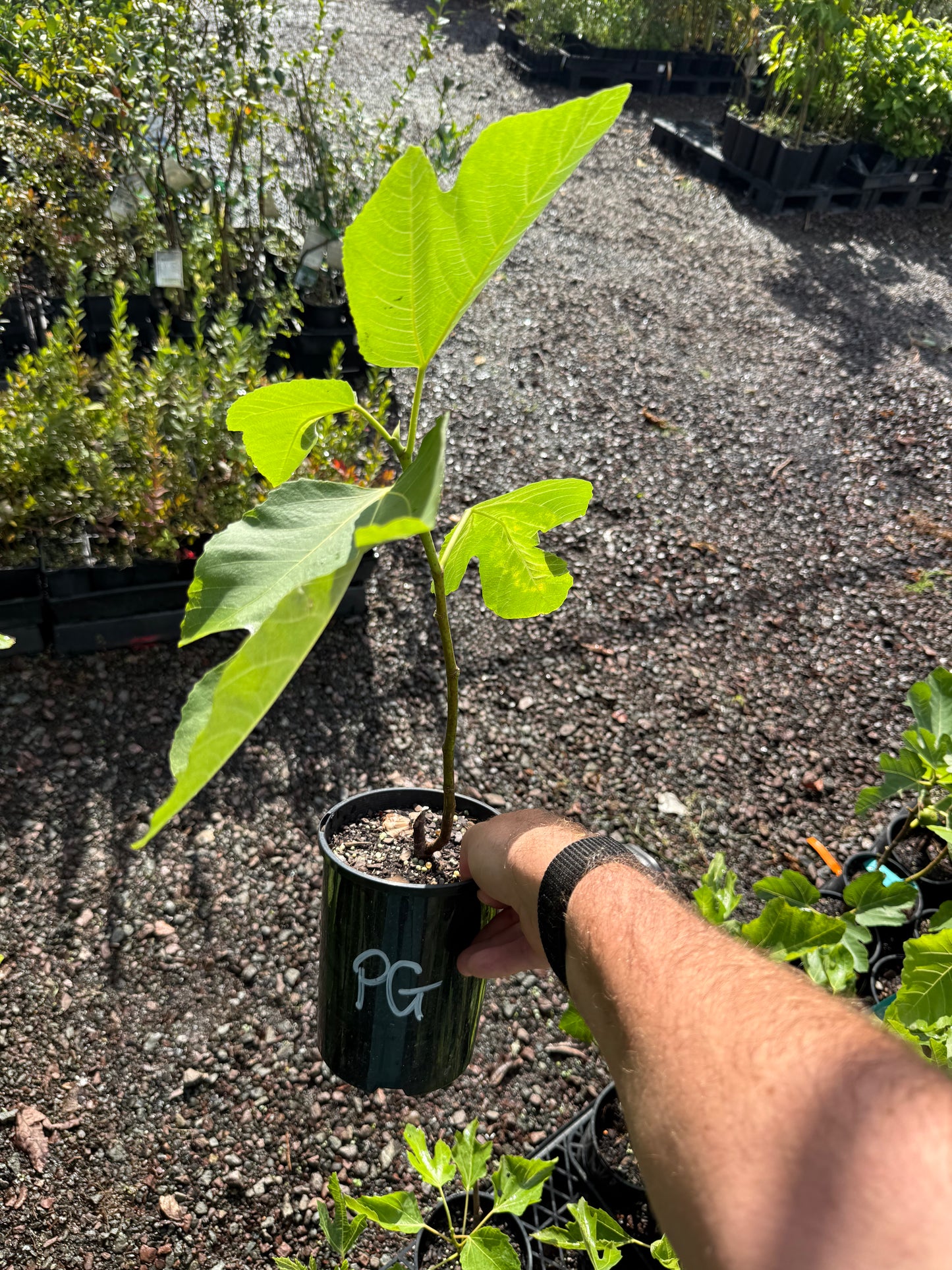 Buy Fig tree - Peter Good – Ross Creek Tropicals