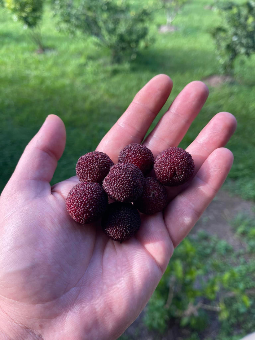 Buy Chinese Red Bayberry Tree - Online Delivered to your door! – Ross ...