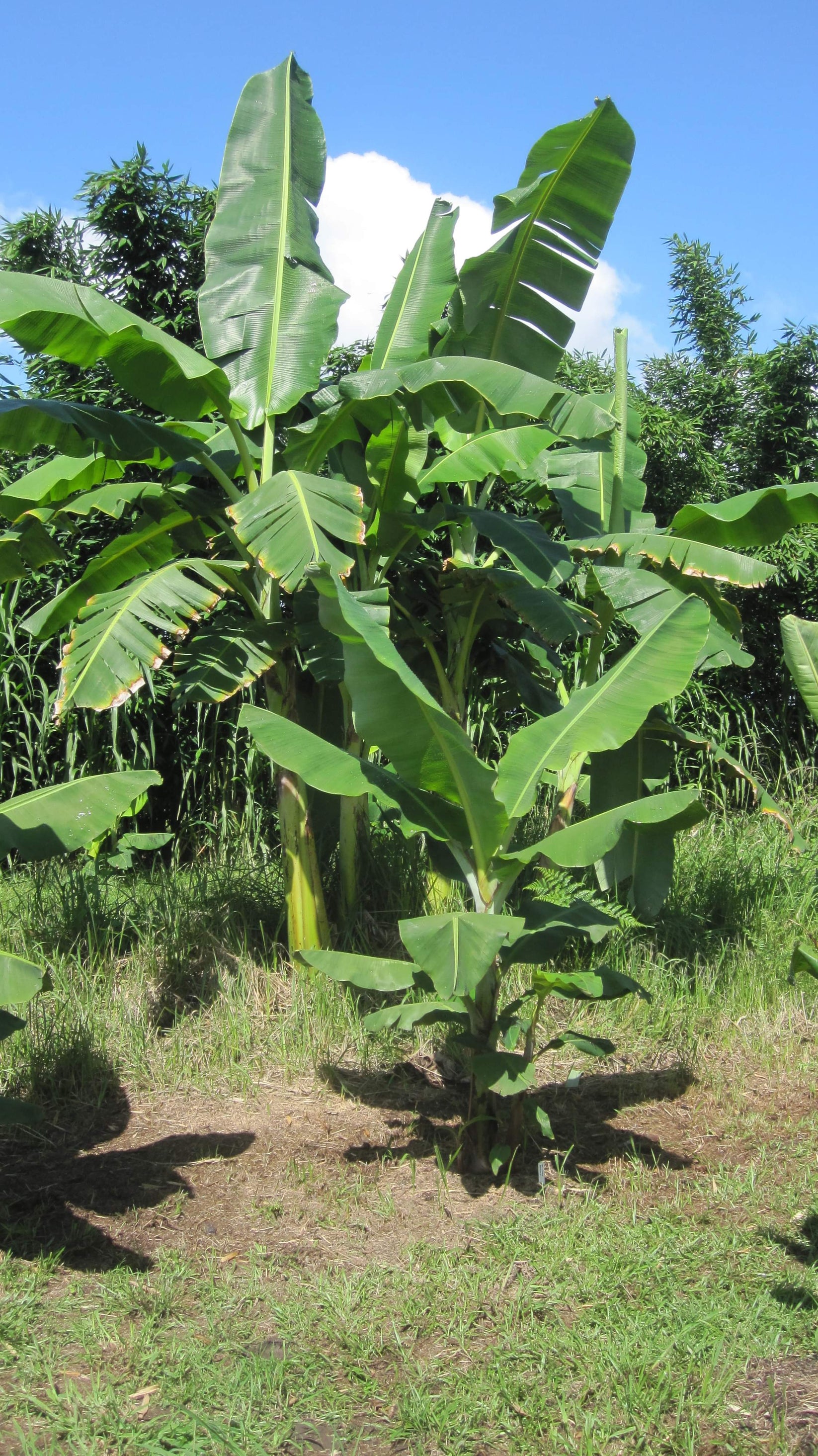 Buy Dwarf Lady Finger tree, delivered to your door (QLD ONLY) – Ross ...