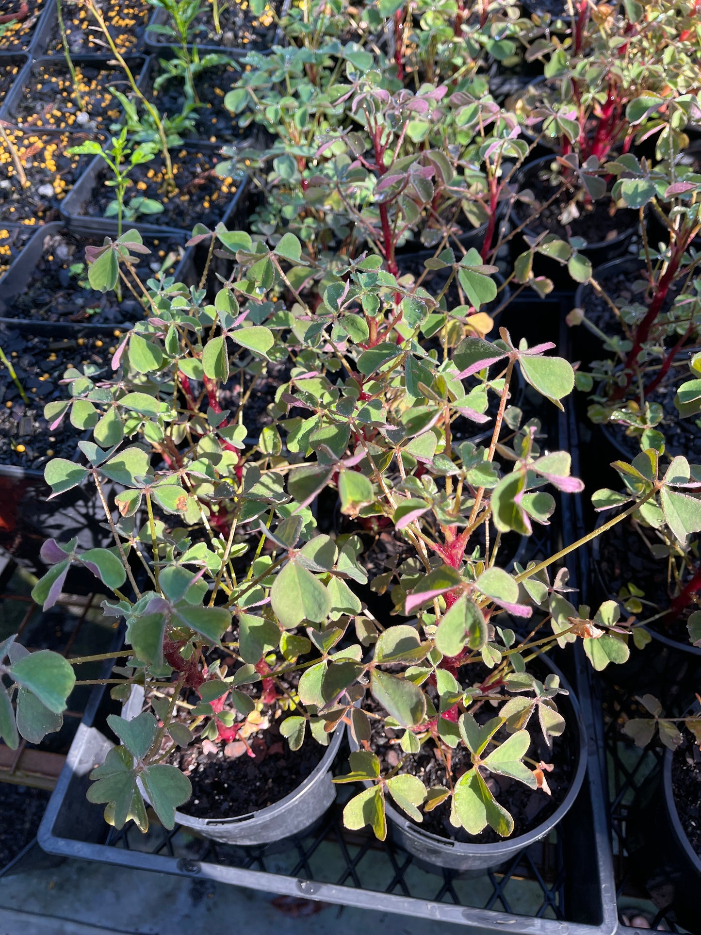 Buy Oca - Yam Plants online , delivered to your door! – Ross Creek ...