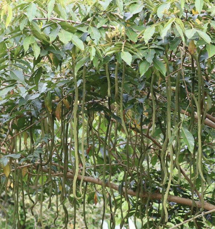 Buy Ice Cream Bean tree - Long Pod – Ross Creek Tropicals